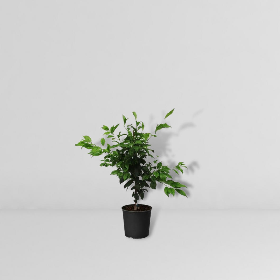 Dwarf Plum Tree Watsonia Florist 24