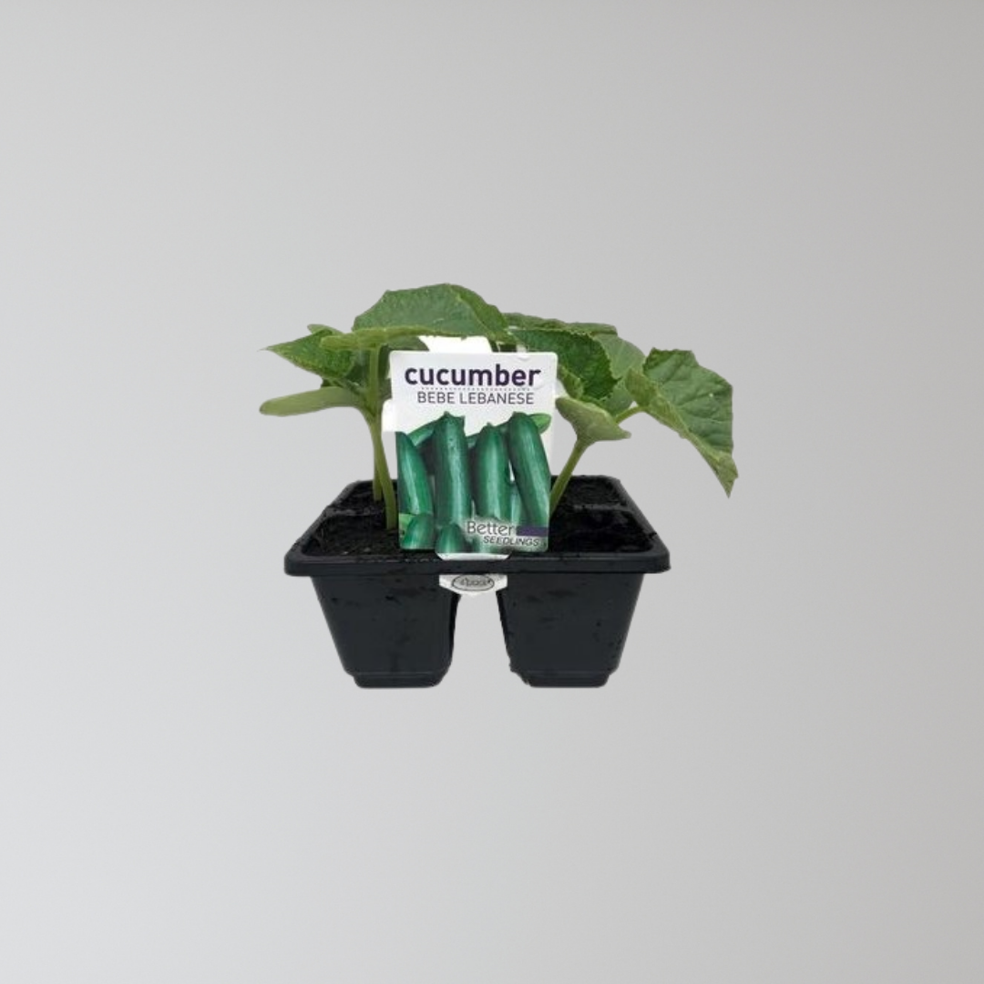 Lebanese Cucumber – watsonia-florist-24