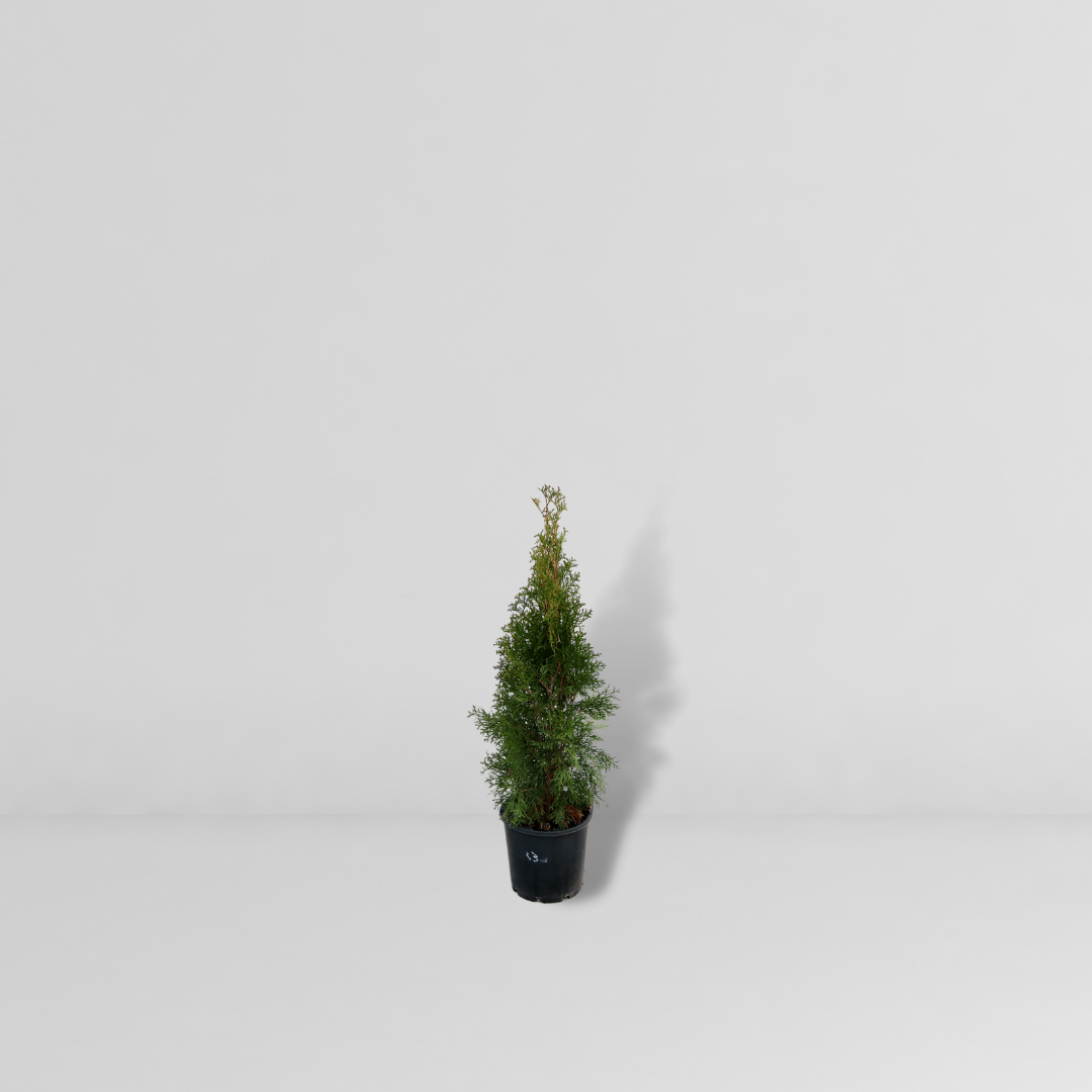 Thuja Smaragd Conifer Tree – watsonia-florist-24